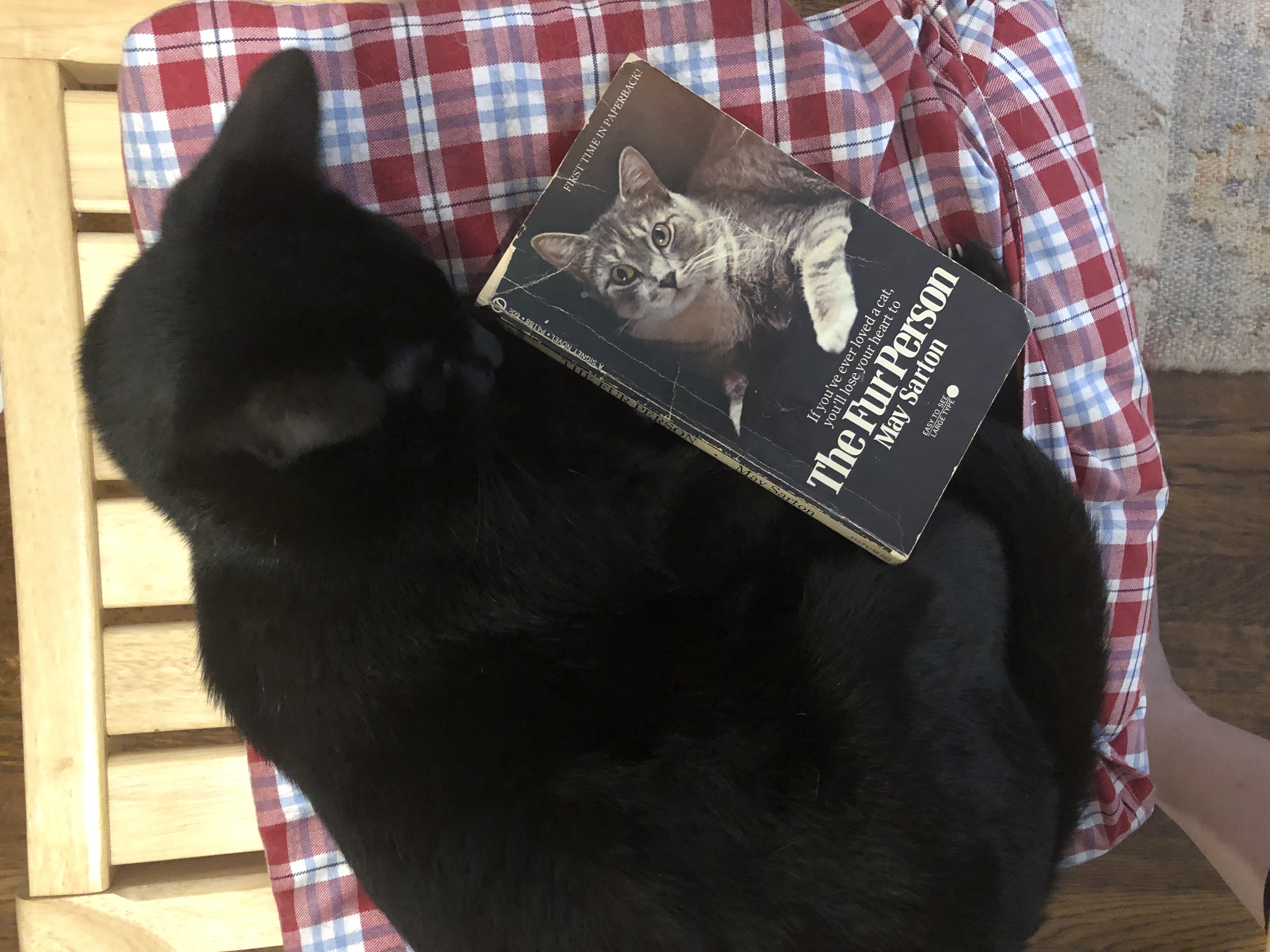 Book Review: The Fur Person – Home for Wayward Books